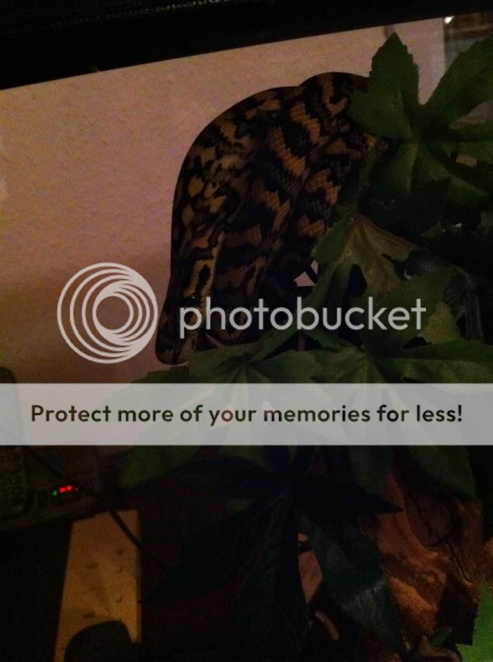 Carpet Tree Python (Almost!) | Reptile Forums