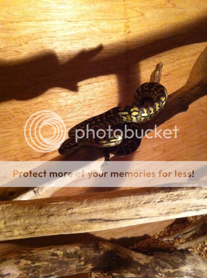 New Carpet Python Yearling - And A Quick Question (Pic-Heavy) | Reptile ...