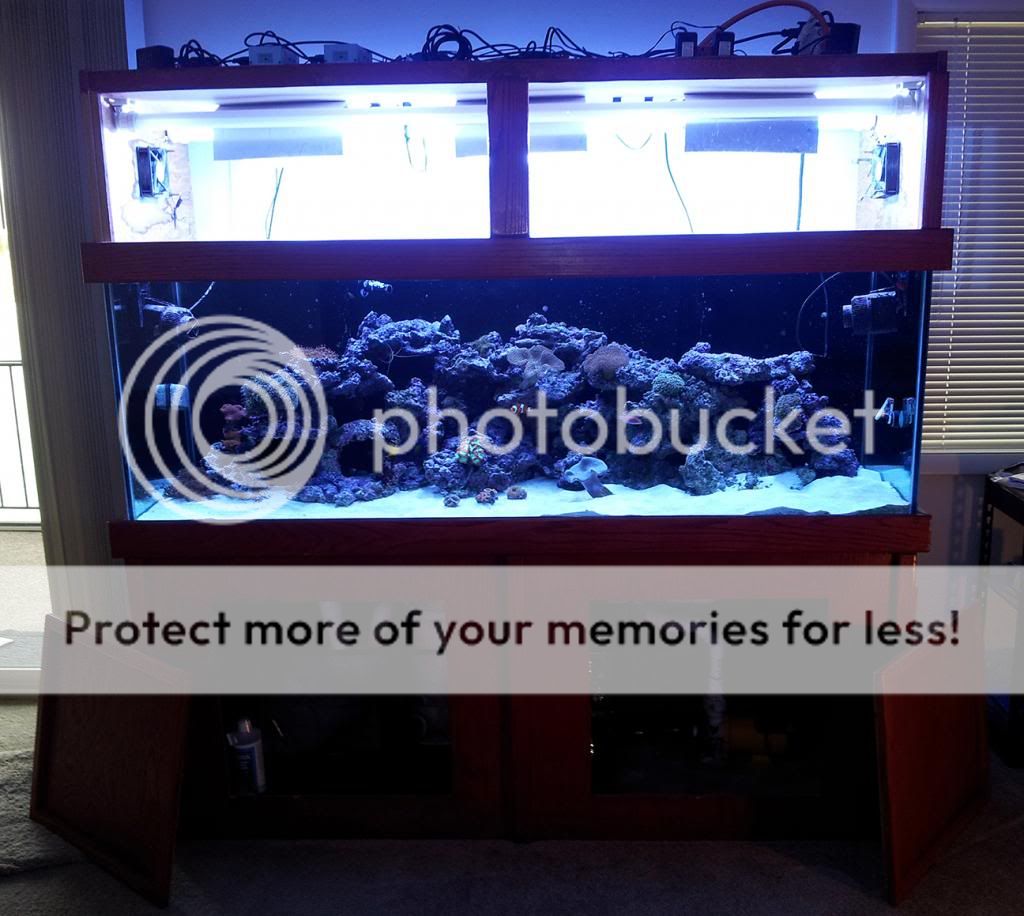FS: 180 Gallon Complete Reef System - Indianapolis - Reef Central ...