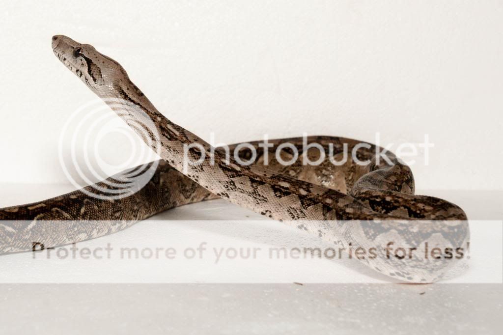 2012 Cancun Boas | Reptile Forums