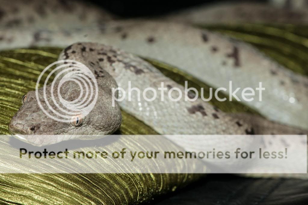 Candoia bibroni bibroni | Reptile Forums